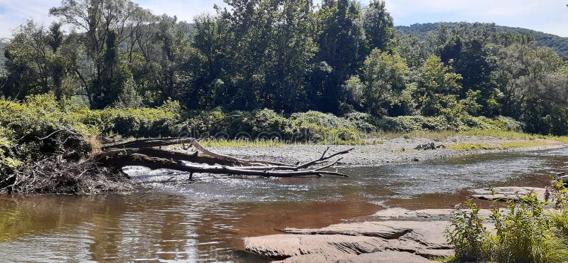 Delaware River with Dead Tree Stock Image - Image of reservoir ...