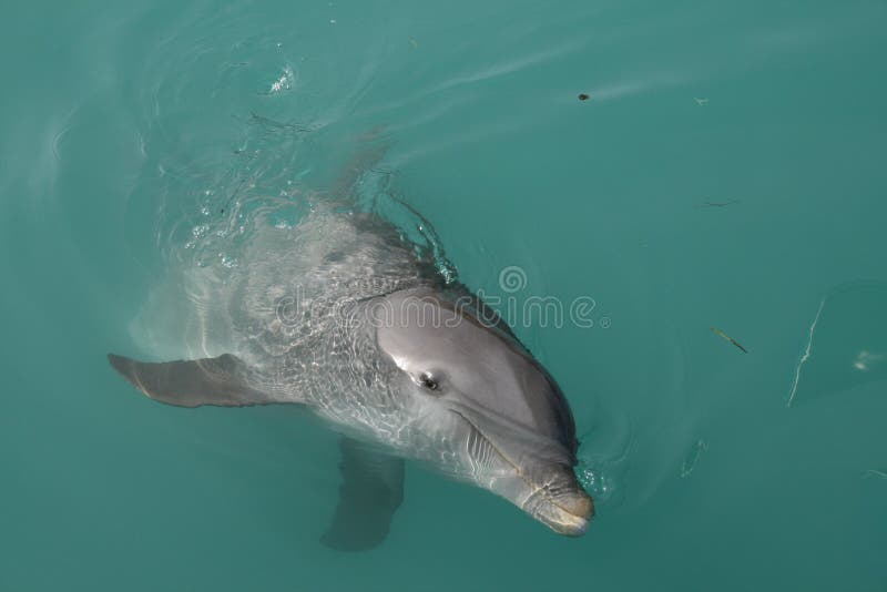 Delfín foto de archivo. Imagen de verde, recorrido, remolino - 11855376