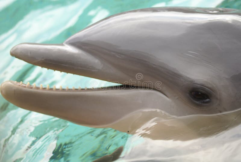 Delfín foto de archivo. Imagen de florida, agua, chapoteo - 3978706