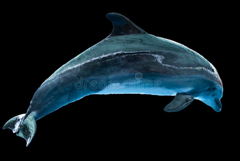 Delfín Aislado En Fondo Negro Foto de archivo - Imagen de aislado ...
