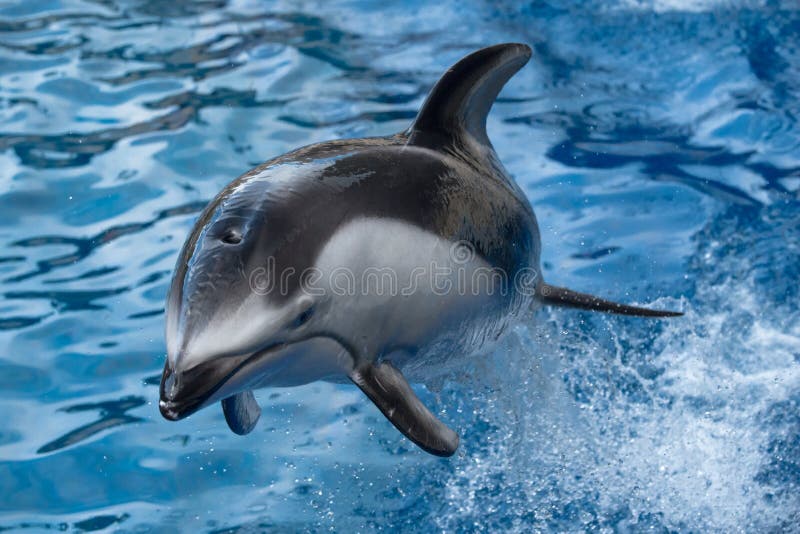 Delfín Rosado, Geoffrensis De Inia Imagen de archivo - Imagen de cubo ...