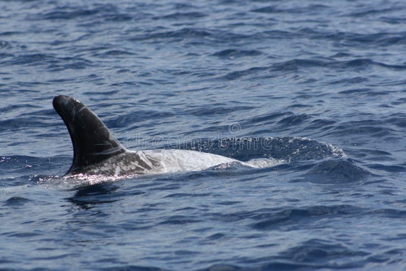 Delfín De Rissos (Grampus Griseus) Foto de archivo - Imagen de isla ...