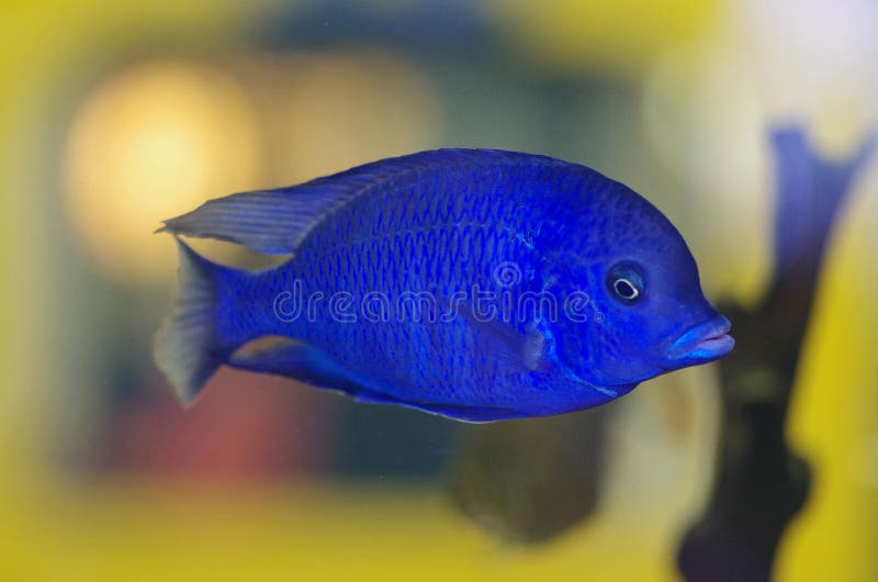 Pescados Azules Del Acuario Del Delfín De Malawi Foto de archivo ...