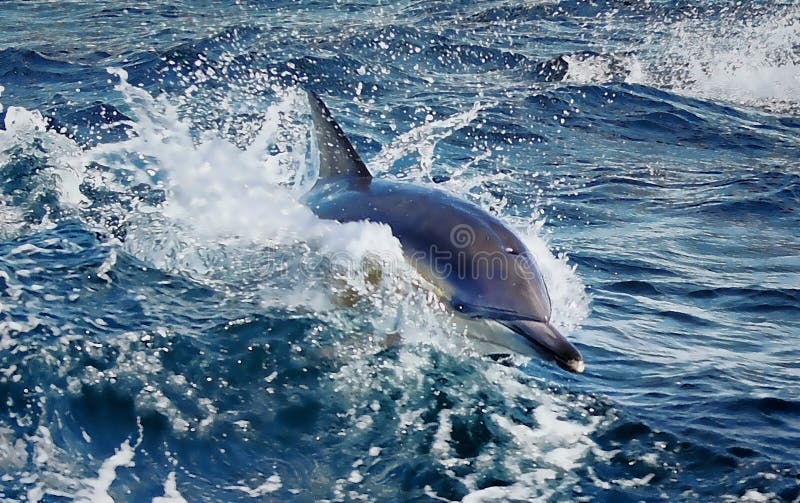 Aletas de cola del delfín foto de archivo. Imagen de piscina - 9950840