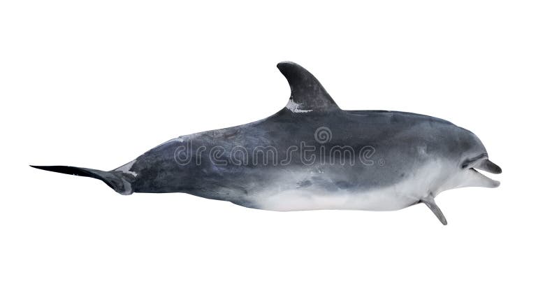 Delfín Aislado En El Fondo Blanco Fotos De Stock - Descarga 313 Fotos ...