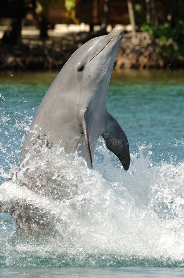 Delfín Que Se Coloca En La Cola Imagen de archivo - Imagen de cola ...