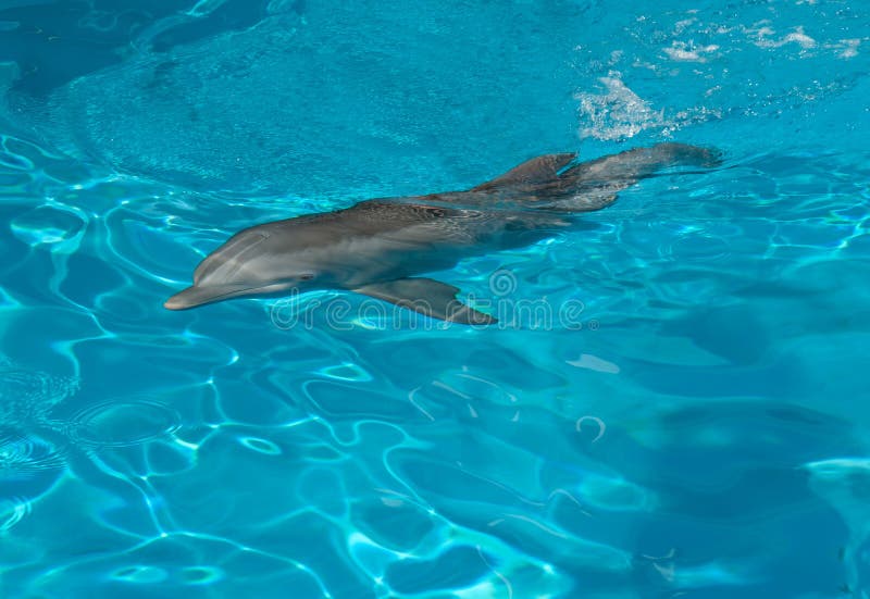 Aletas de cola del delfín foto de archivo. Imagen de piscina - 9950840