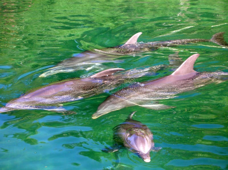 Delfínes imagen de archivo. Imagen de verde, hocico, escuela - 2744625