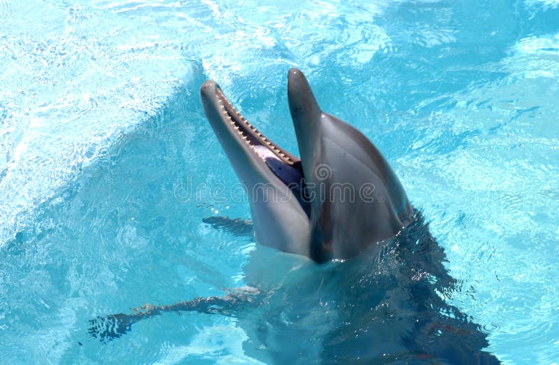 Delfin arkivfoto. Bild av posera, smart, gyckel, huvud - 3073352