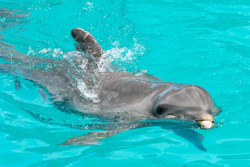 Delfin fotografering för bildbyråer. Bild av lyckligt - 4852869
