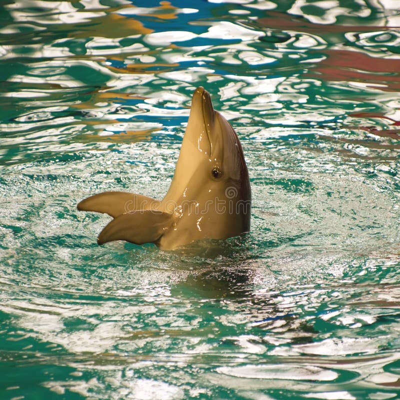 Delfin arkivfoto. Bild av fisk, fena, kapacitet, huvud - 7294588