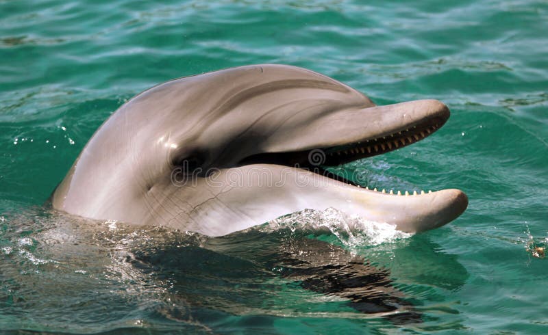 Delfin arkivfoto. Bild av delfin, öga, vatten, simning - 10504346