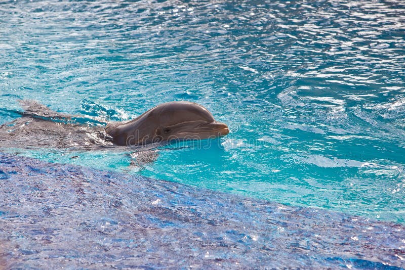 Delfin i vatten arkivfoto. Bild av nosig, patiens, simning - 26601482