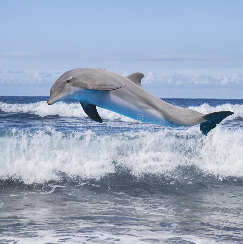 Seascape med delfin fotografering för bildbyråer. Bild av korall - 72313177