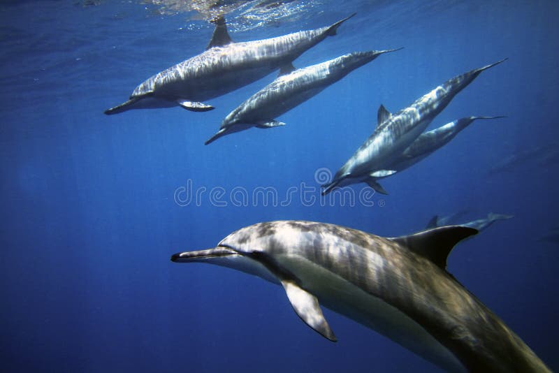 Delfiner arkivfoto. Bild av tydlig, förälskelse, genomskinligt - 12093818