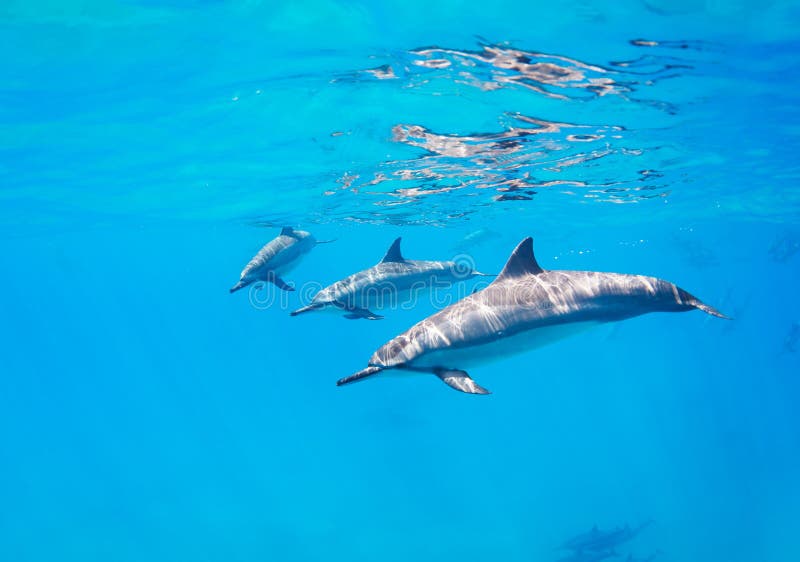 Delfiner arkivfoto. Bild av flottörhus, natur, anhydrous - 28630488