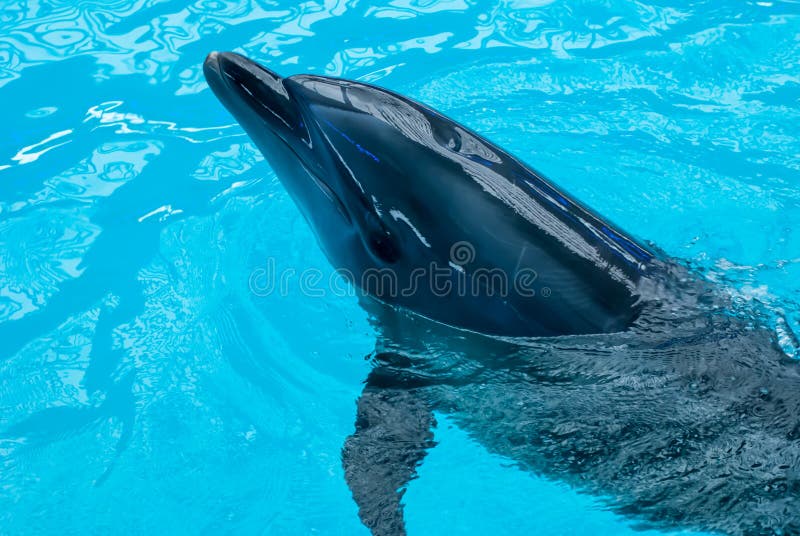 Delfiner fotografering för bildbyråer. Bild av delfiner - 51035465