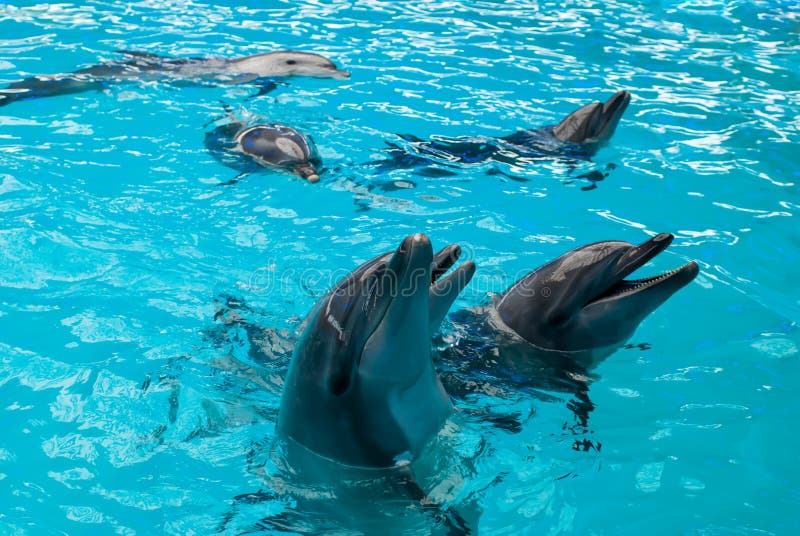 Delfiner fotografering för bildbyråer. Bild av simning - 51030535