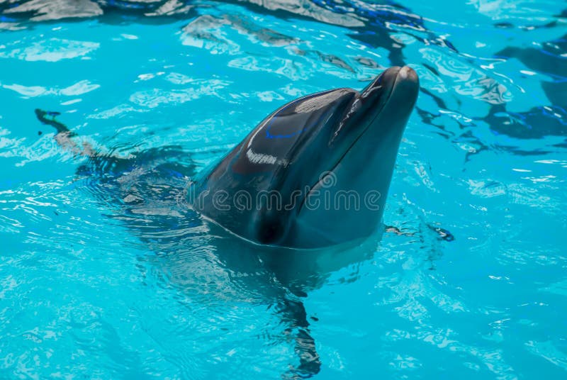 Delfiner fotografering för bildbyråer. Bild av simning - 51030535