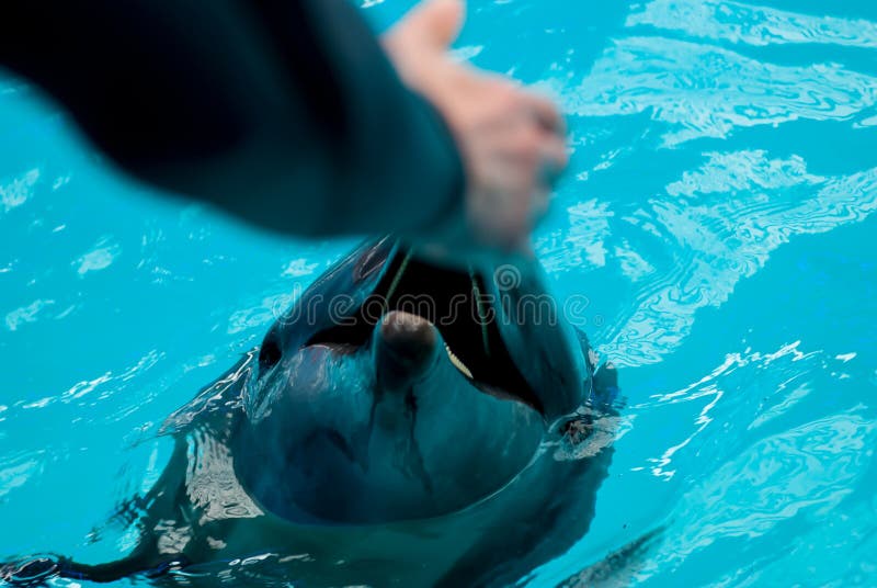 Delfiner fotografering för bildbyråer. Bild av delfiner - 51035465