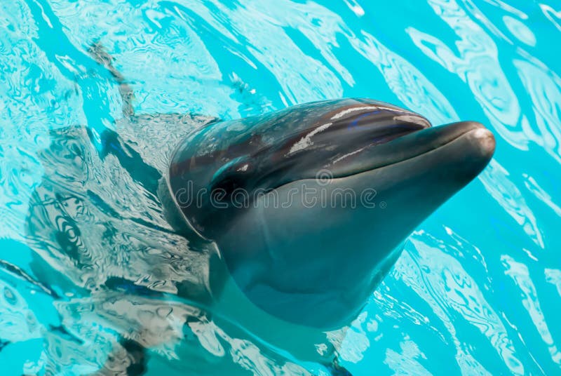 Delfiner arkivfoto. Bild av actinium, jolle, vatten, folk - 51039530