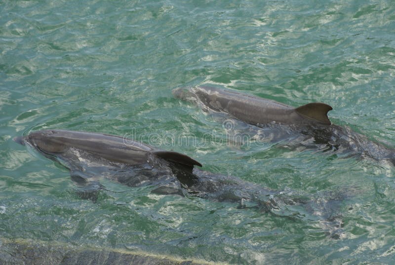 Delfiner fotografering för bildbyråer. Bild av anhydrous - 60224469