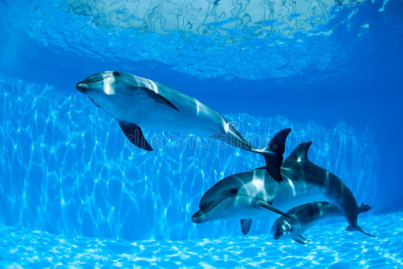 Delfiner Som Leker I Akvarium Fotografering för Bildbyråer - Bild av ...