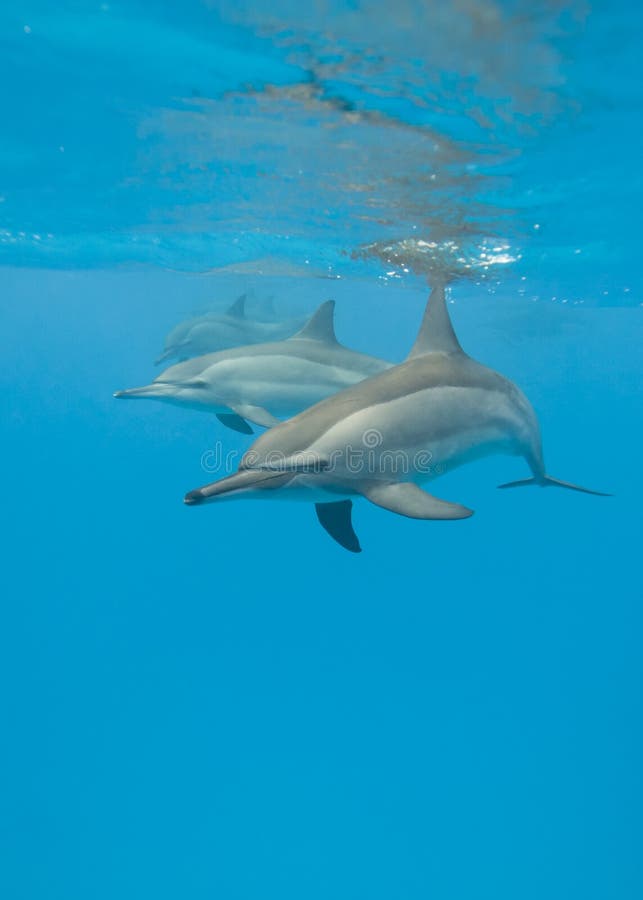 Delfiner Som Parar Ihop Den Wild Spinneren Fotografering för Bildbyråer ...