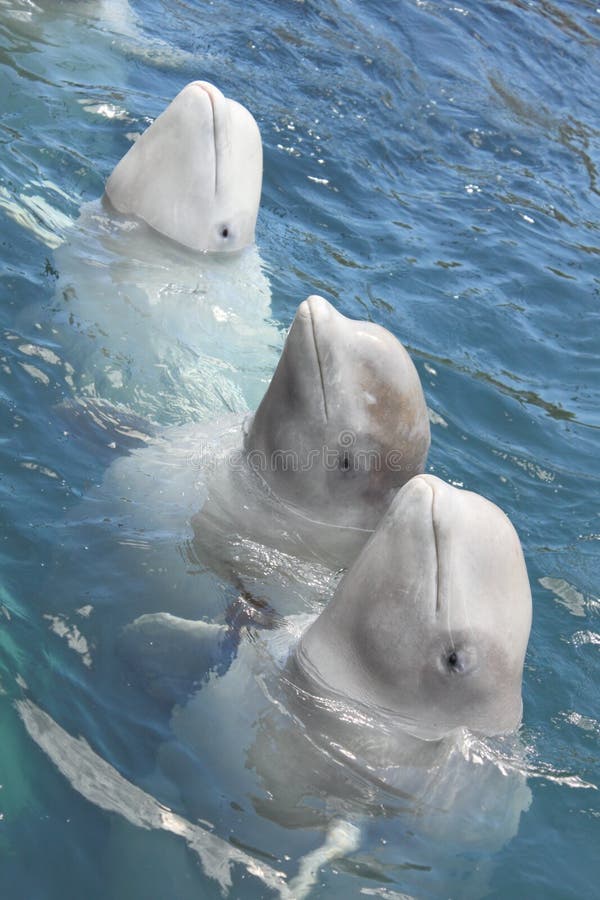 Tre delfiner arkivfoto. Bild av stillhet, bild, livstid - 19967142
