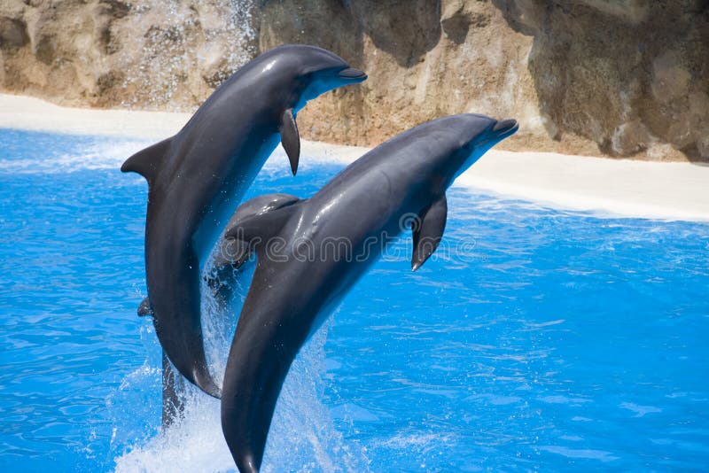 Tre delfiner arkivfoto. Bild av vatten, förälskelse, hoppa - 4240340