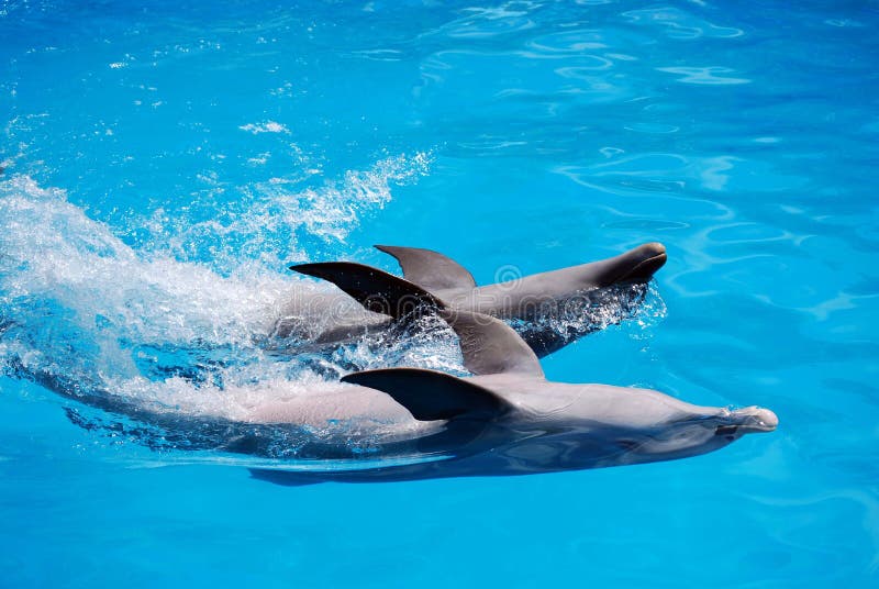 Delfiner arkivfoto. Bild av delfin, skämtsamt, poröst - 1745222
