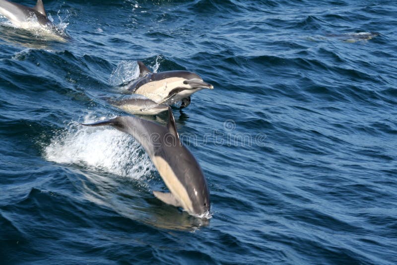 Delfini comuni immagine stock. Immagine di delfino, balena - 15093769
