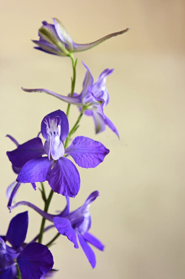 Delfinio imagen de archivo. Imagen de amarillento, azul - 31690975