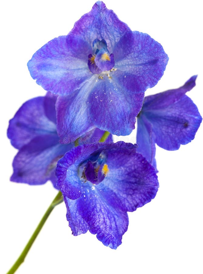 Delphinium azul foto de archivo. Imagen de cierre, hermoso - 14500284