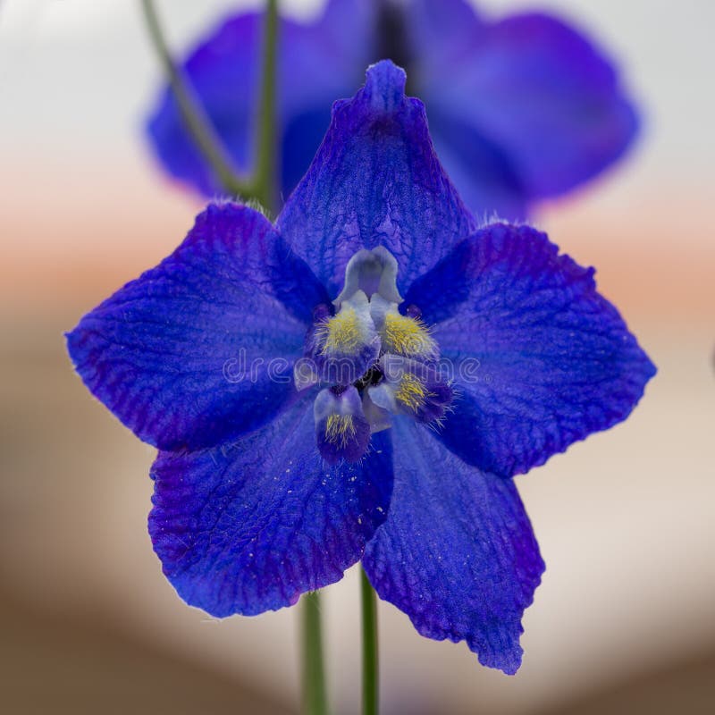 Delfinio imagen de archivo. Imagen de tallo, cierre, cubo - 37165253