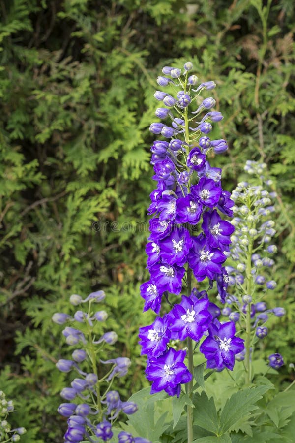 7,538 Delfinio Fotos de stock - Fotos libres de regalías de Dreamstime