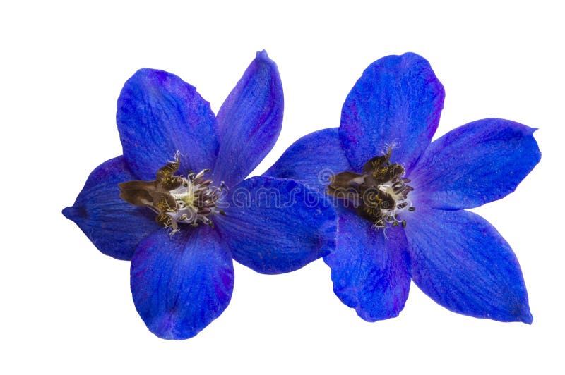 Delfinio azul aislado foto de archivo. Imagen de floral - 192522762