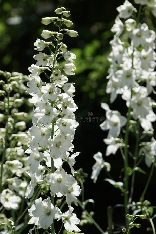Delfinio blanco foto de archivo. Imagen de flores, delfinio - 70574904