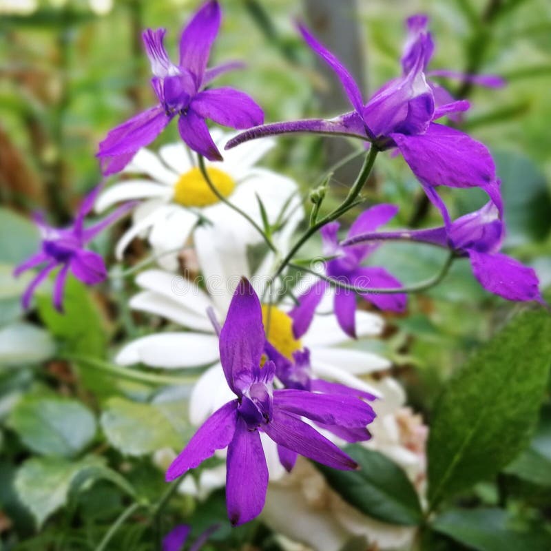 Delfinium Flowers Summer Nature Romashka Stock Photo - Image of flowers ...