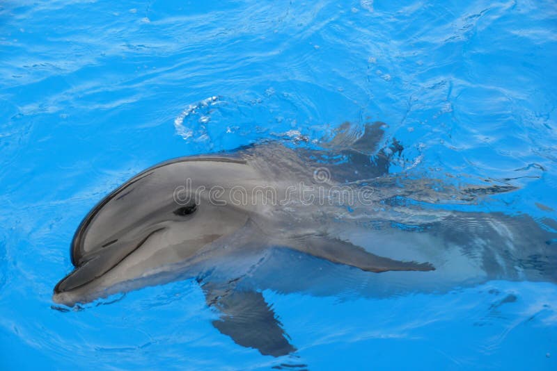 Delfino immagine stock. Immagine di addestramento, pesci - 11414575