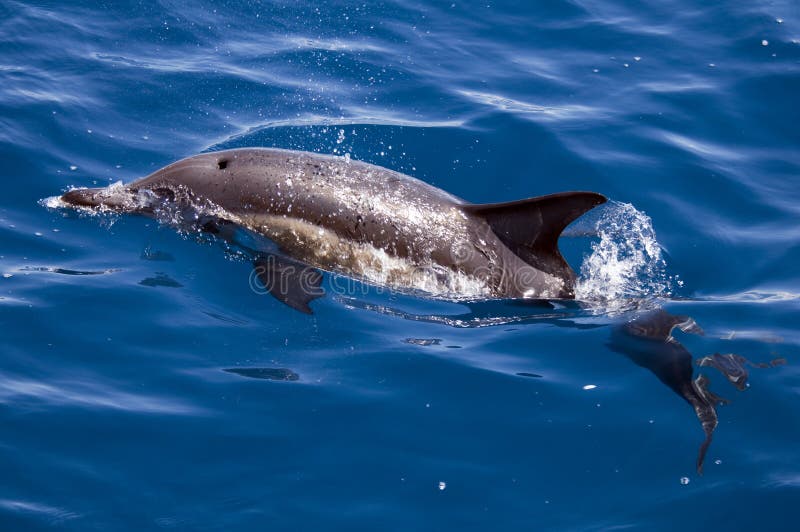 Delfini comuni immagine stock. Immagine di delfino, balena - 15093769