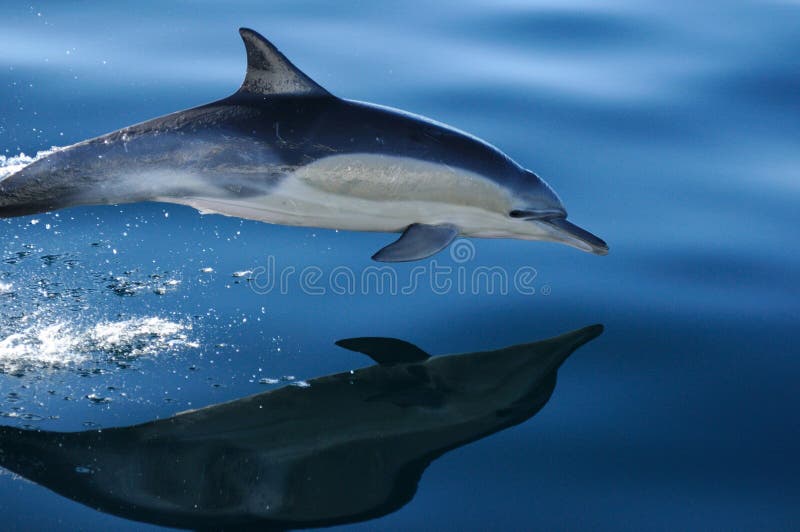 Delfino Comune Delfino Delfino Delfino Delfino Adulto Che Scatta Il ...