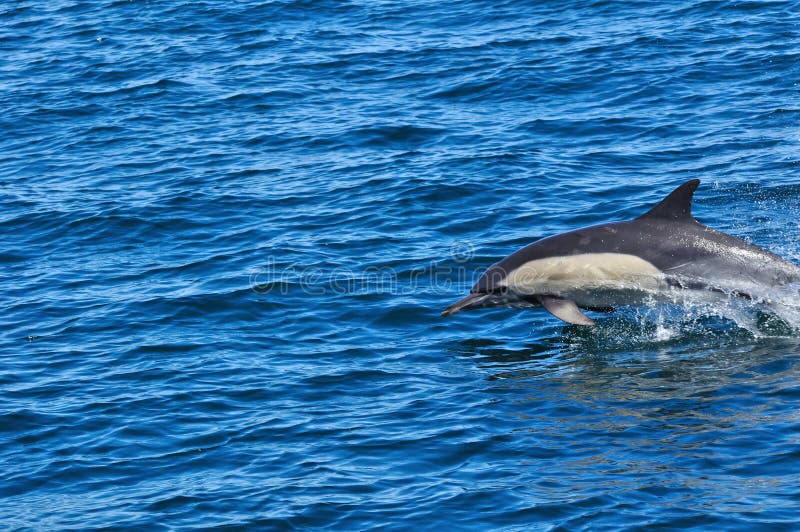 DELFINO COMUNE fotografia stock. Immagine di delfini - 34588870