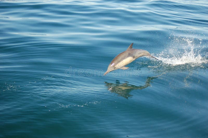 Delfino comune fotografia stock. Immagine di acqua, acquatico - 4273038