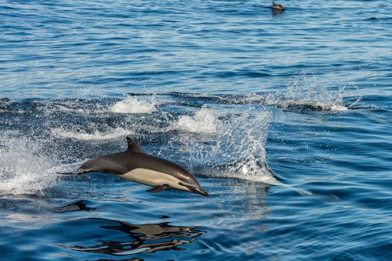Delfino Comune Che Salta Fuori Dell'oceano Immagine Stock - Immagine di ...