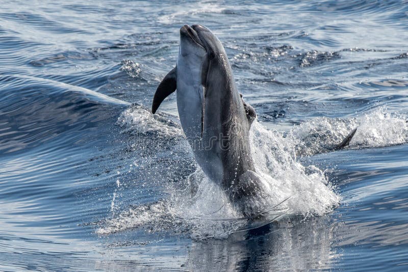 Delfino Comune Che Salta Fuori Dell'oceano Immagine Stock - Immagine di ...