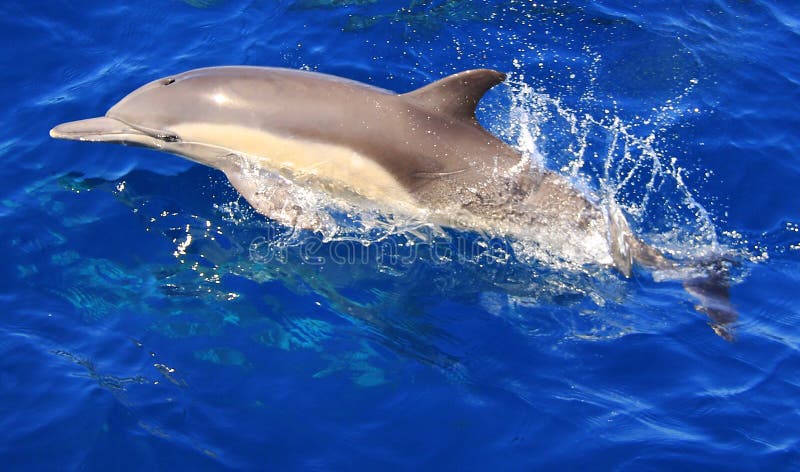 Delfino Comune Che Salta In Sudafrica Fotografia Stock - Immagine di ...
