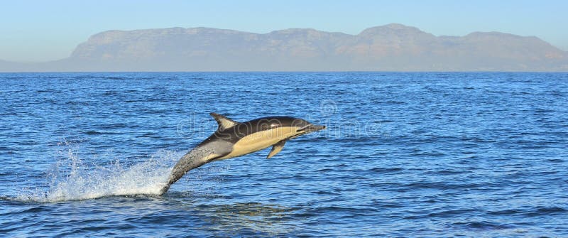 Delfino, Nuotante Nell'oceano Nuotata Del Delfino E Saltare Dall'acqua ...