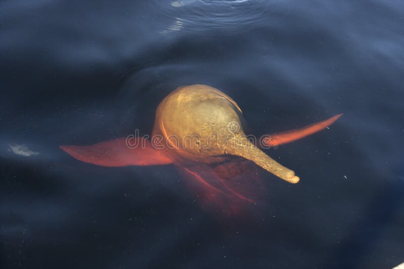 Delfino Rosa, Inia Geoffrensis Fotografia Stock - Immagine di animale ...