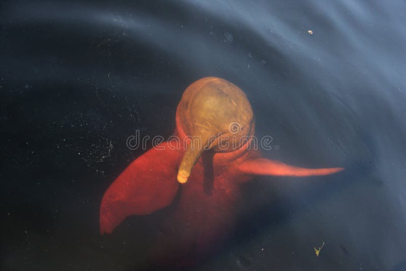 Delfino Rosa, Inia Geoffrensis Fotografia Stock - Immagine di acqua ...